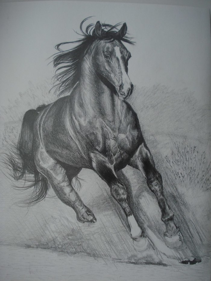 Иллюстрация Конь в стиле графика | Illustrators.ru