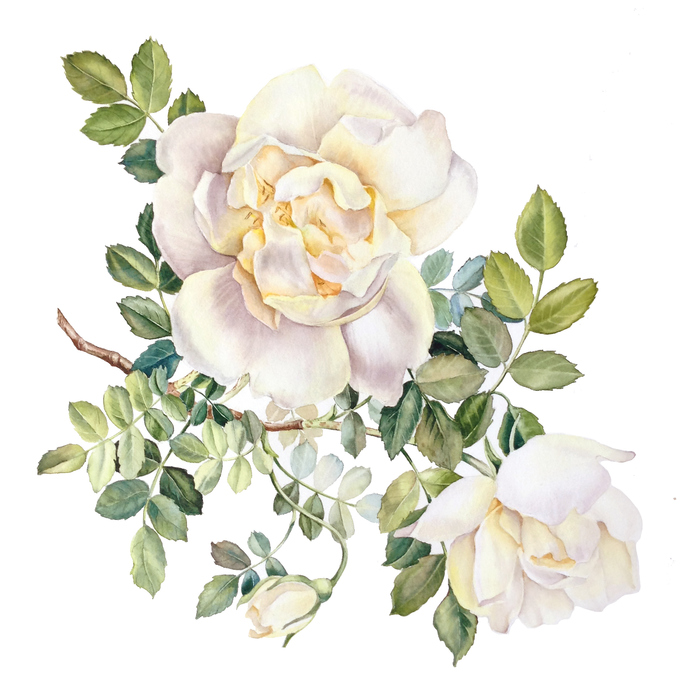 Иллюстрация Белый шиповник в стиле живопись | Illustrators.ru