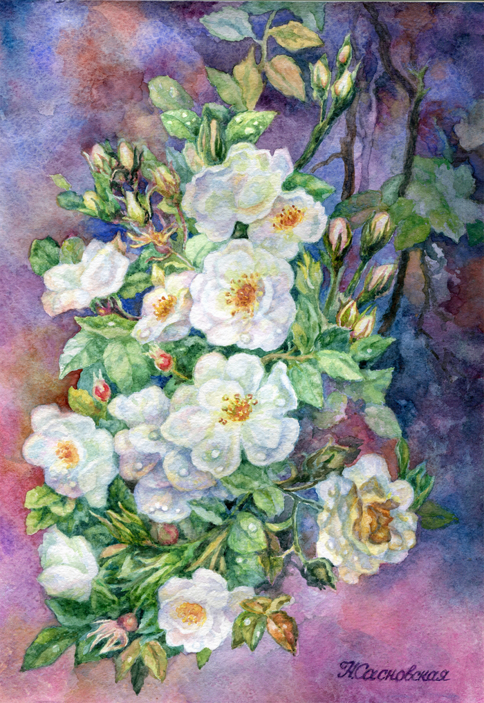 Иллюстрация Белый шиповник в стиле живопись | Illustrators.ru