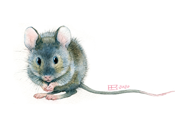 Иллюстрация мышка2020 в стиле графика, персонажи, реализм