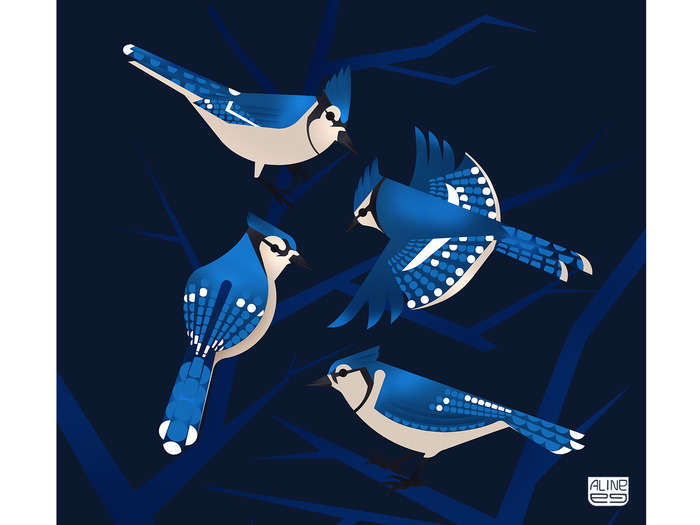 Иллюстрация Blue jay в стиле 2d, графика, инфографика (техническая