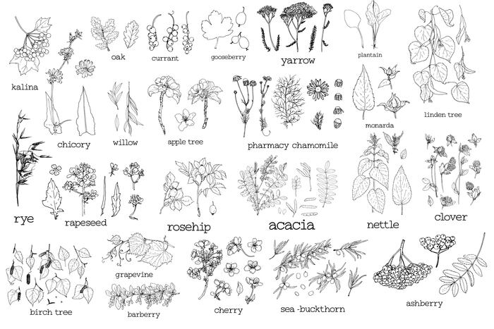 Иллюстрация Ботанические скетчи растений, цветов и листьев в стиле