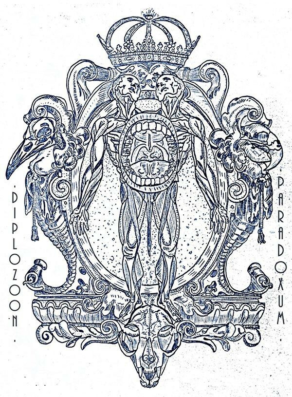 Иллюстрация Human. Diplozoon Paradoxum в стиле графика