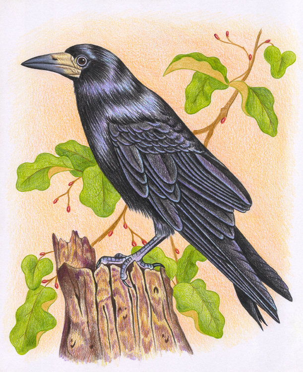 Иллюстрация грач в стиле классика | Illustrators.ru