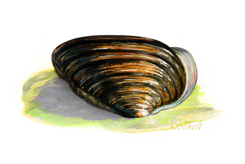 Иллюстрация Нодулярия Лебедева (Nodularia lebedevi) в стиле реализм