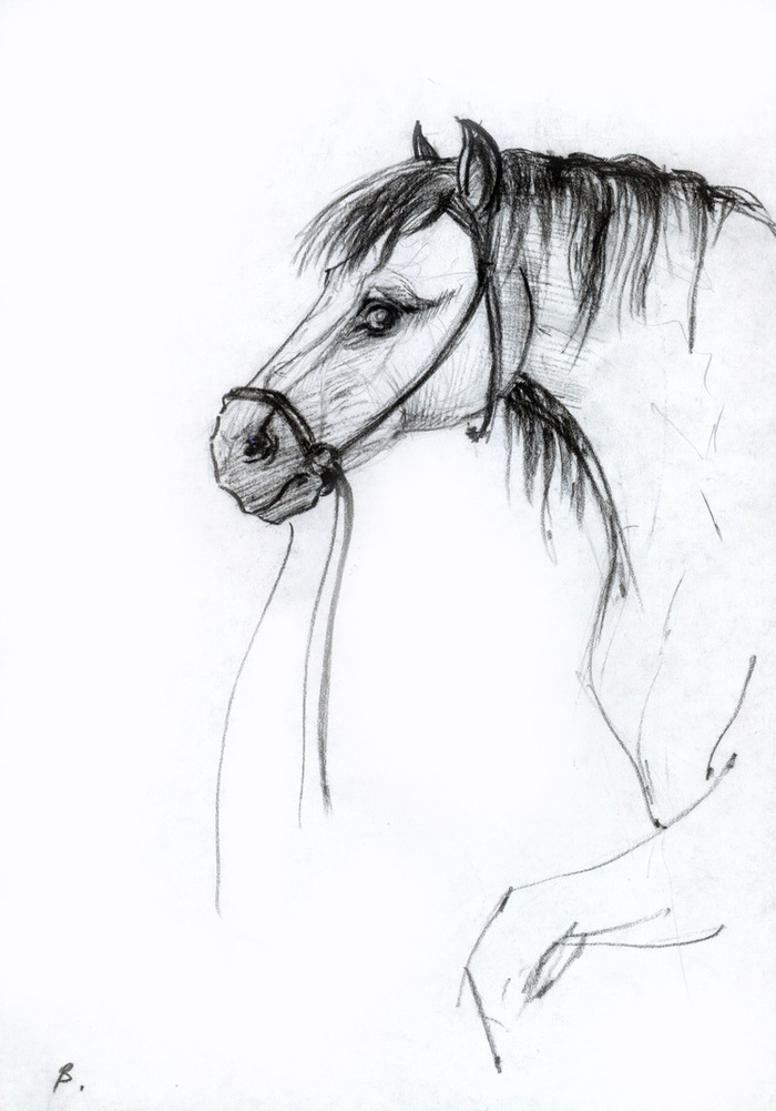 Иллюстрация Конь в стиле графика | Illustrators.ru