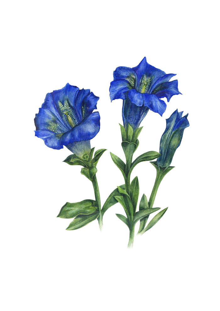 Иллюстрация Enzian в стиле живопись | Illustrators.ru