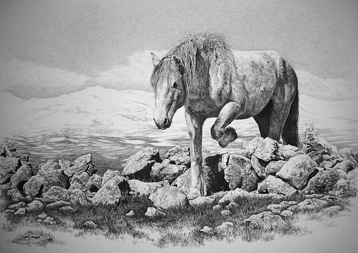 Иллюстрация Конь в стиле графика, книжная графика, реализм